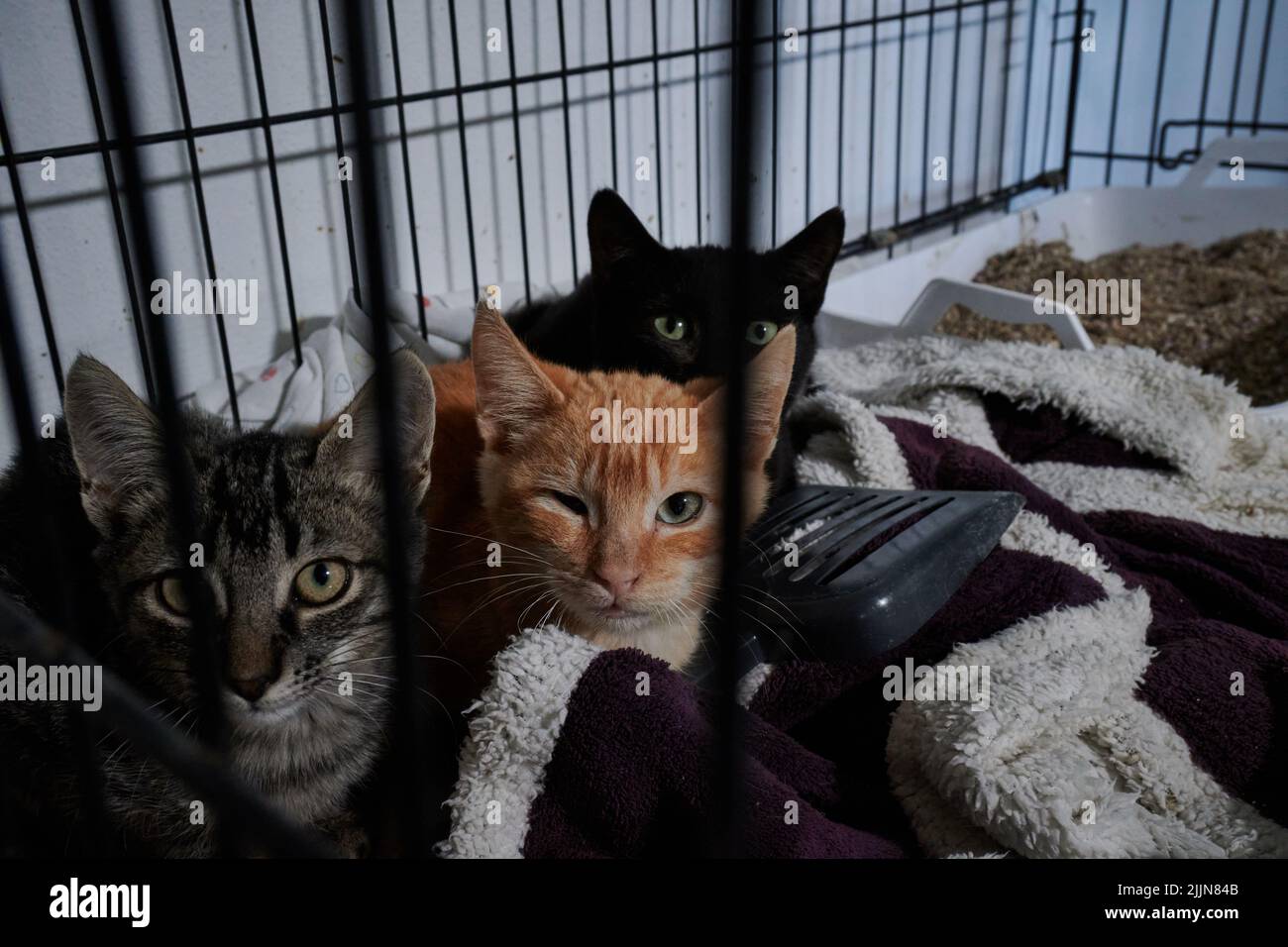 Cute kittens cuddling hi-res stock photography and images - Alamy