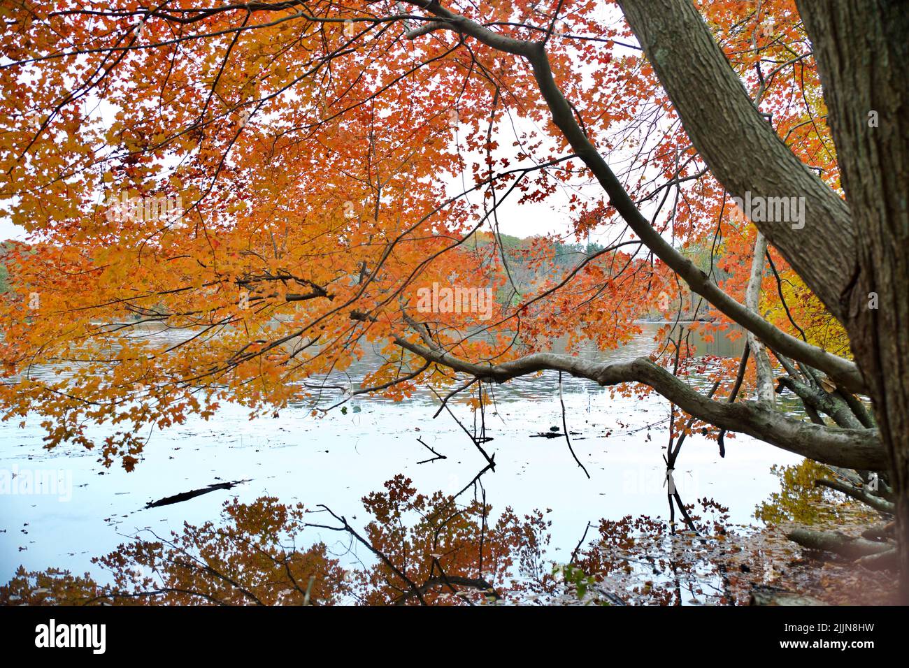 Beautiful tree view hi-res stock photography and images - Alamy
