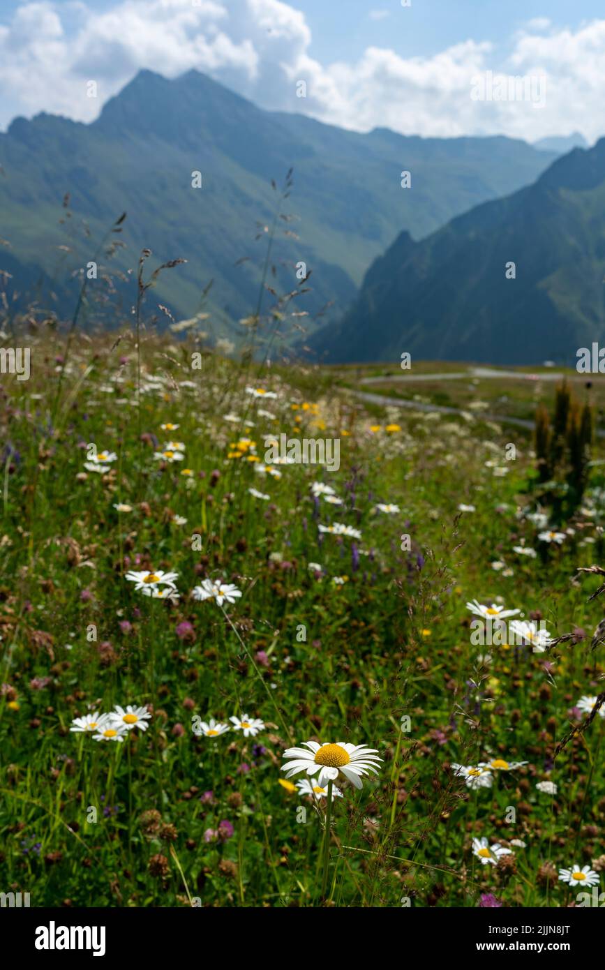 Gelbes zentrum hi-res stock photography and images - Alamy