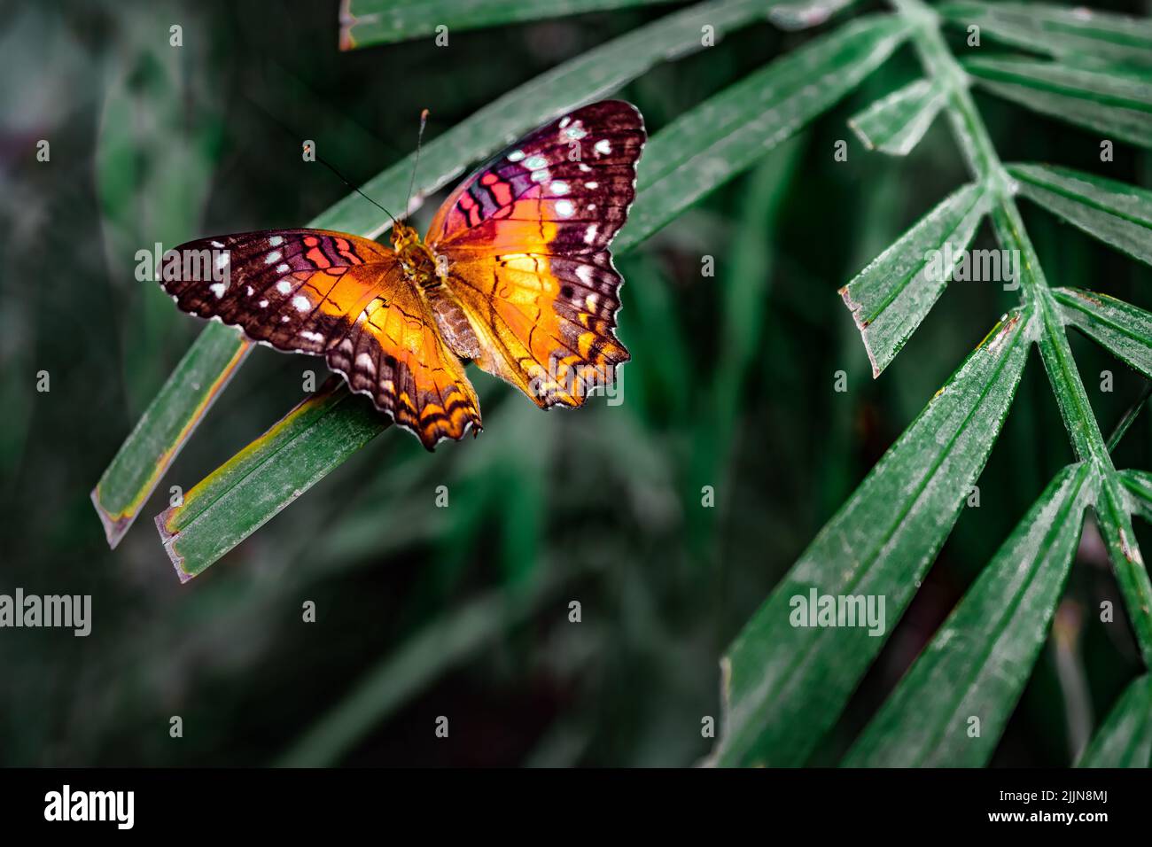 Monarch leaves hi-res stock photography and images - Alamy