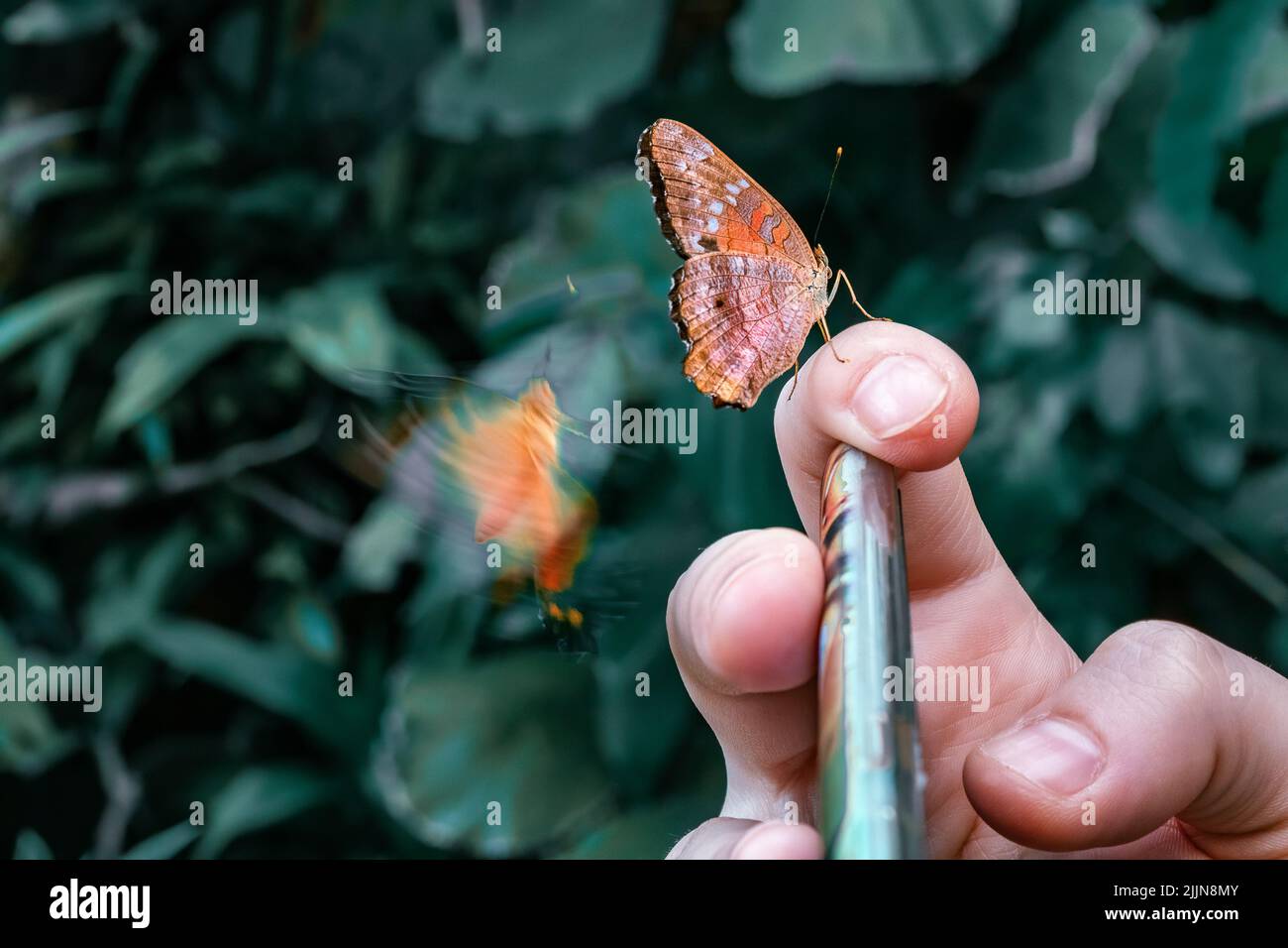 Butterfly finger texture hi-res stock photography and images - Alamy