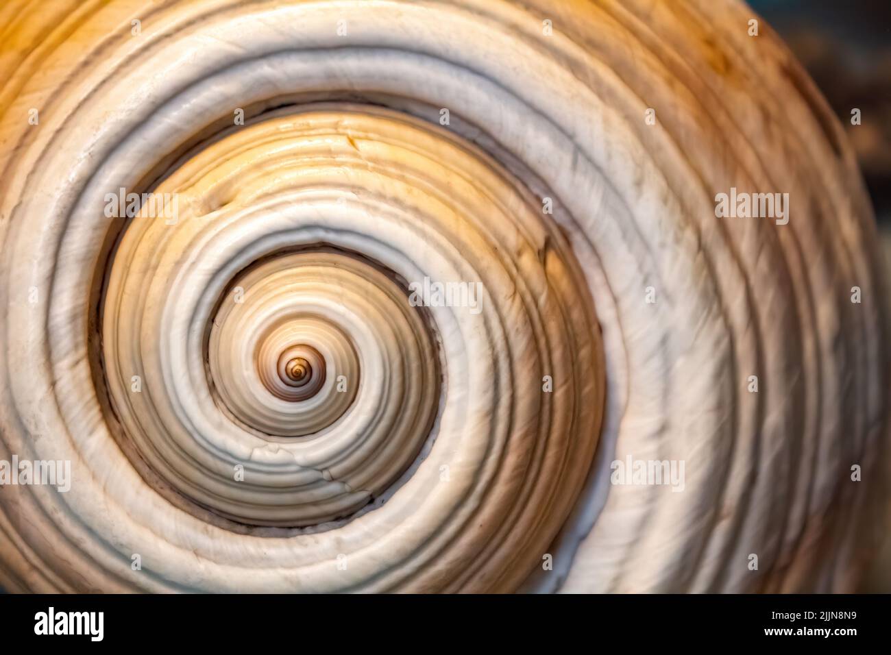 Seashell spiral hi-res stock photography and images - Alamy