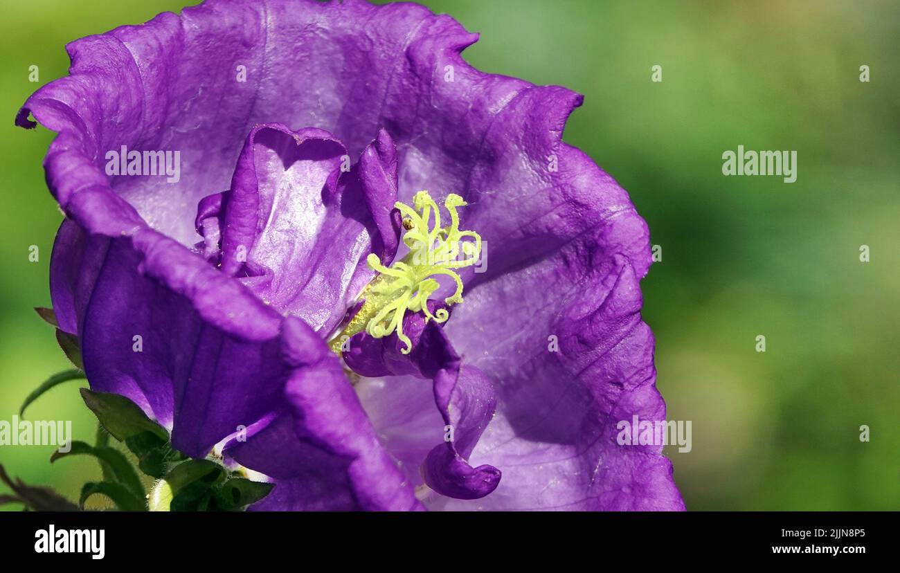 Flowers Bluebells of different types and colors close-up Stock Photo ...