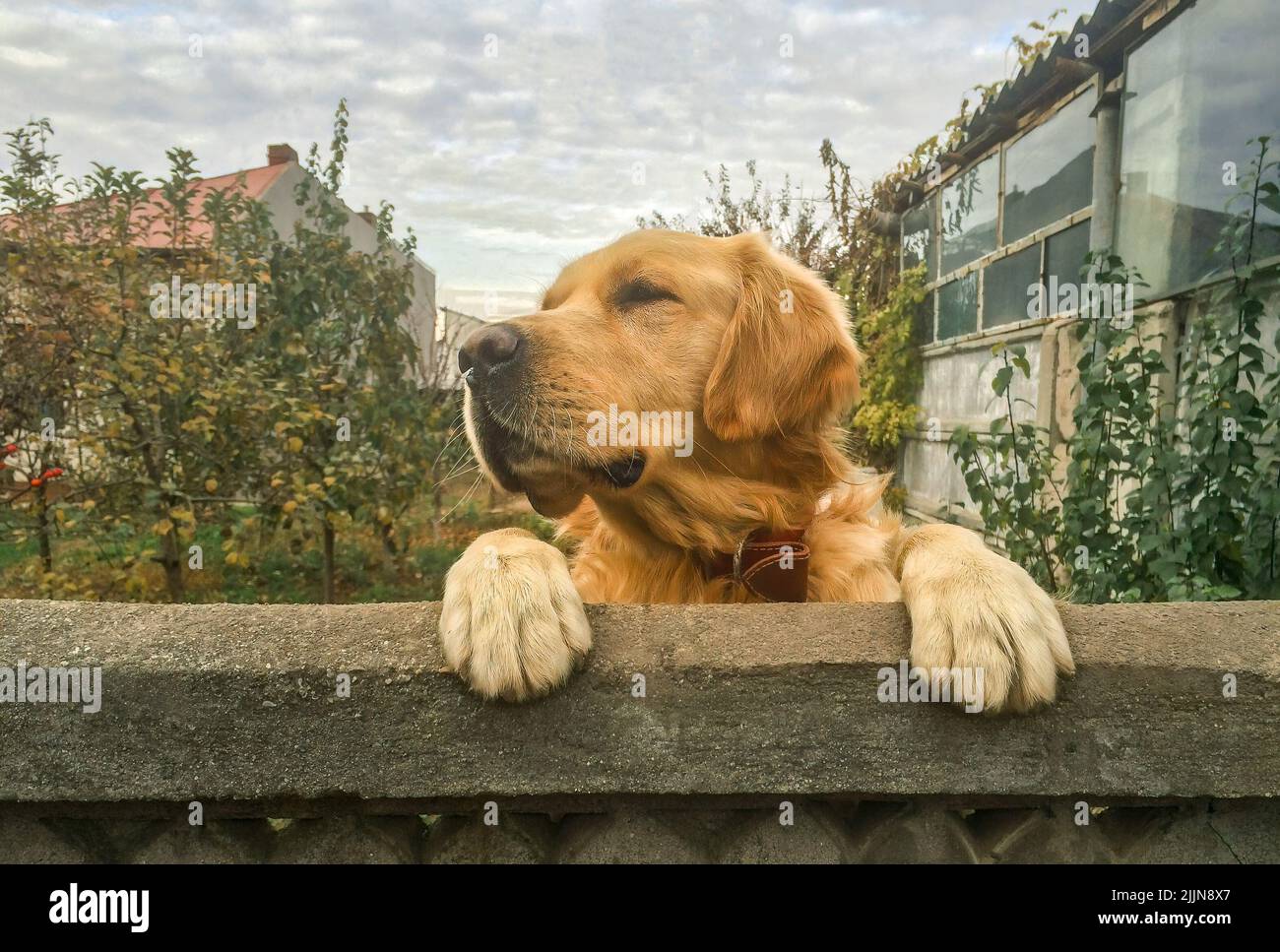 A natural view of a brown golden retriever looking over a the wall ...