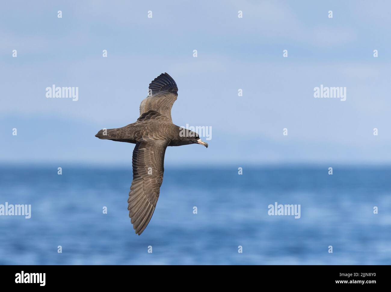 Shearwater Bird Dive