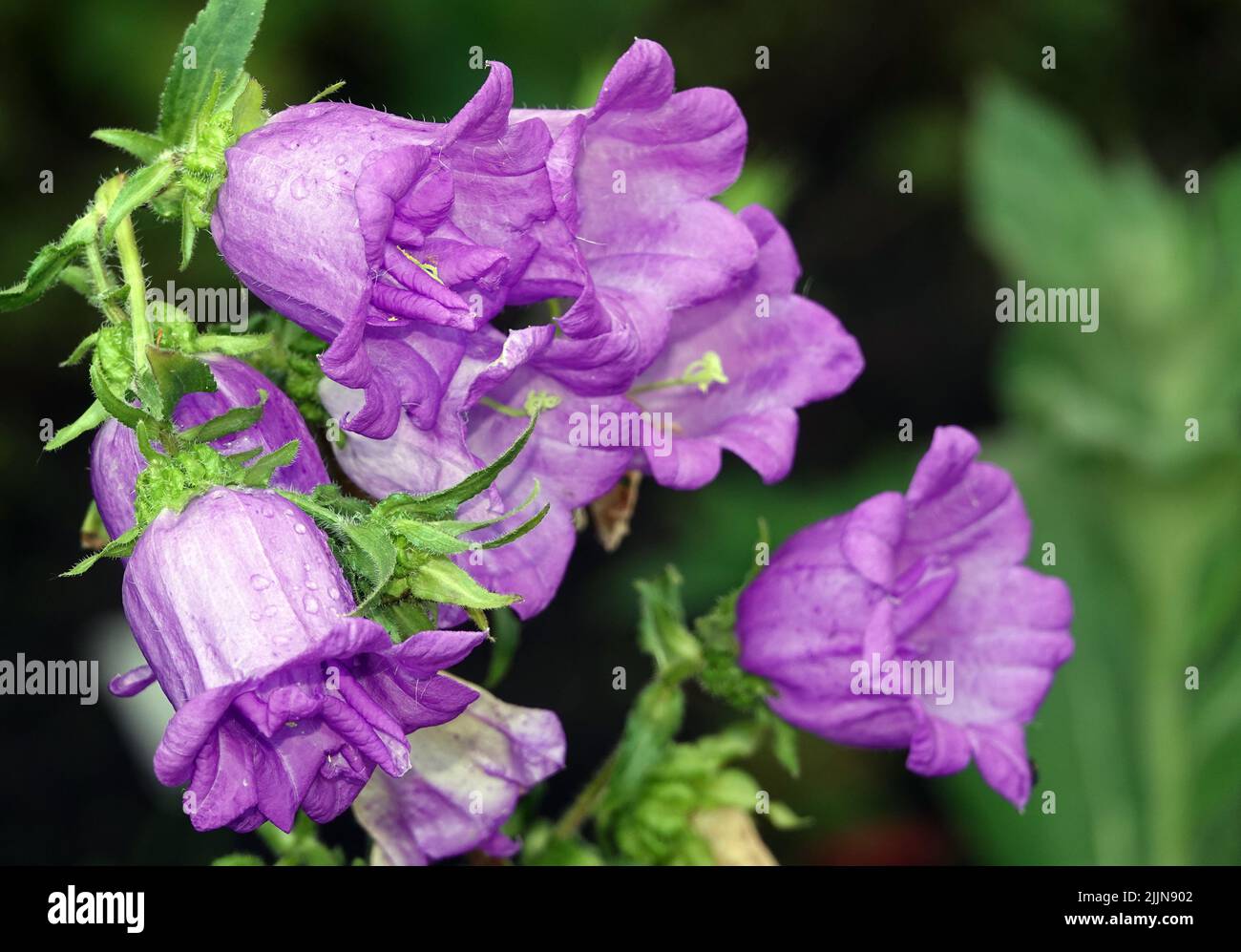 Flowers Bluebells of different types and colors close-up Stock Photo ...