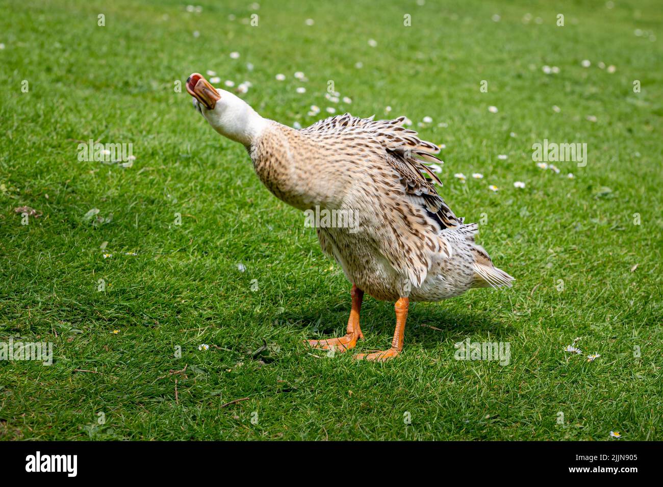 Manky mallard ducks hi-res stock photography and images - Alamy