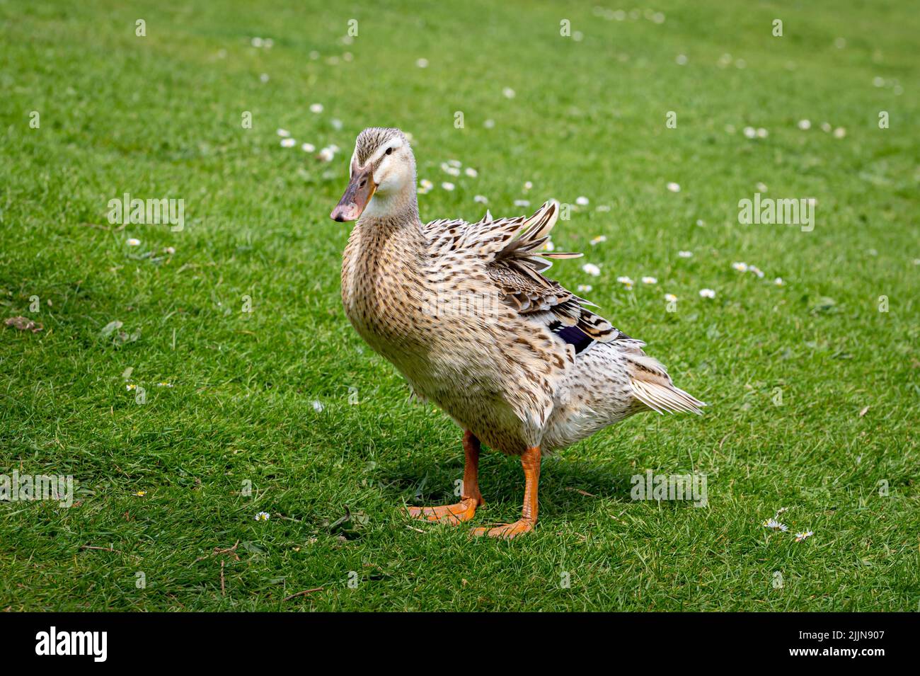 Ruffled feathers of a female hybrid mallard duck Stock Photo - Alamy