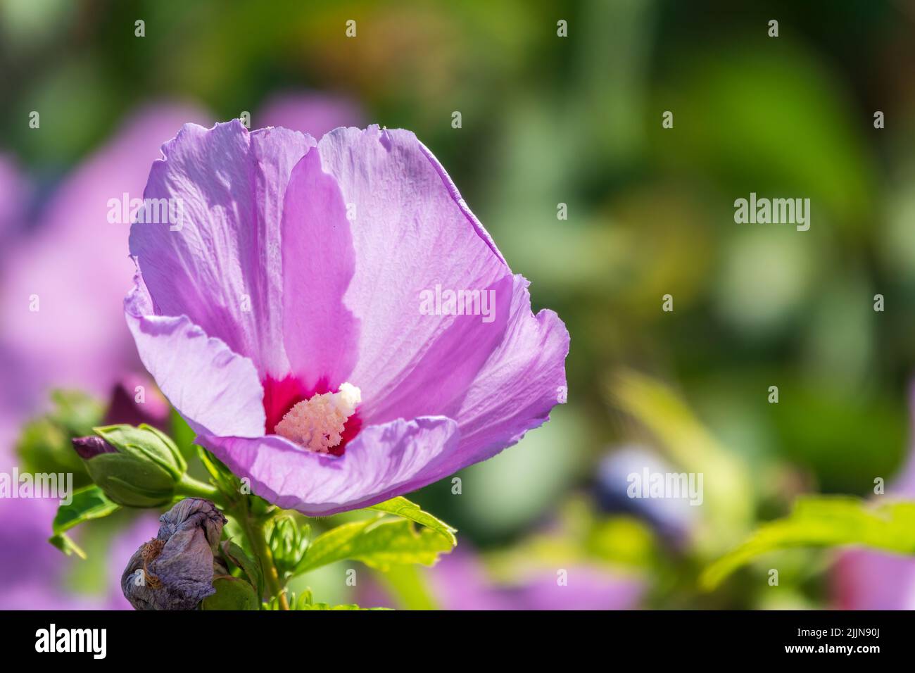 Pink flowers of Hibiscus moscheutos plant close-up. Hibiscus moscheutos ...