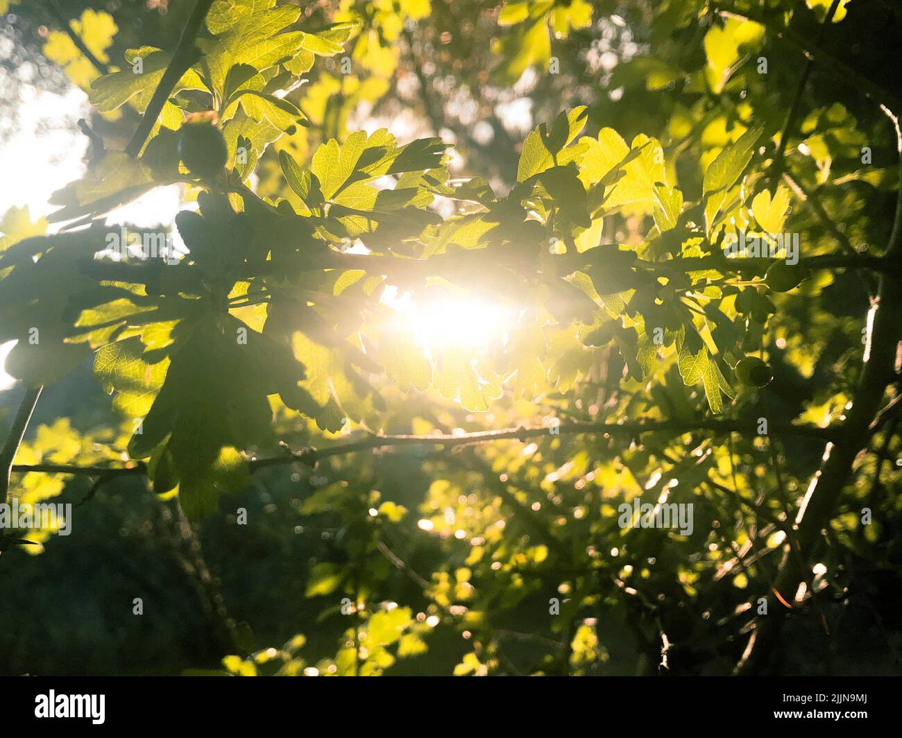 Sun shining through tree branches hi-res stock photography and images ...