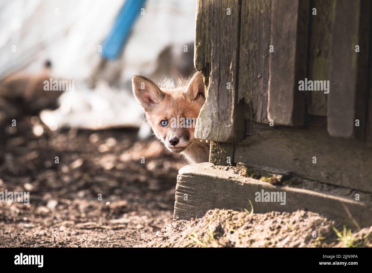 Kit fox hi-res stock photography and images - Alamy