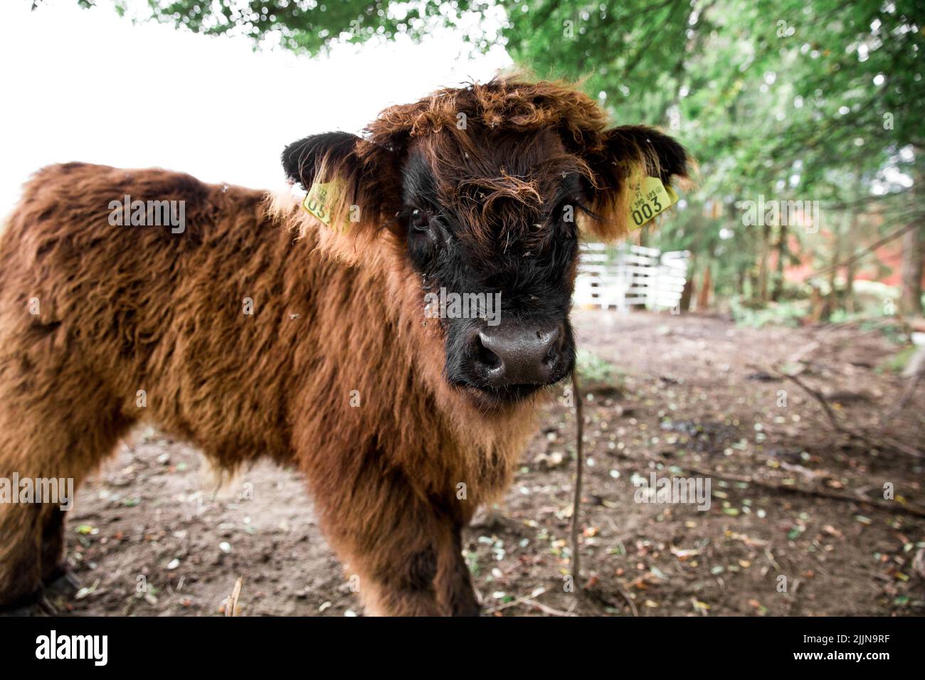 A beautiful shot of a highland cattle during the day Stock Photo - Alamy
