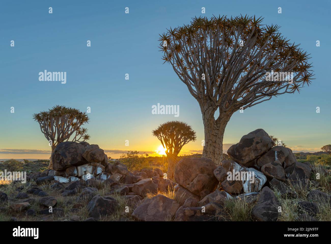 Sunset at quiver trees and rocks Quiver Tree Forest Namibia Stock Photo ...