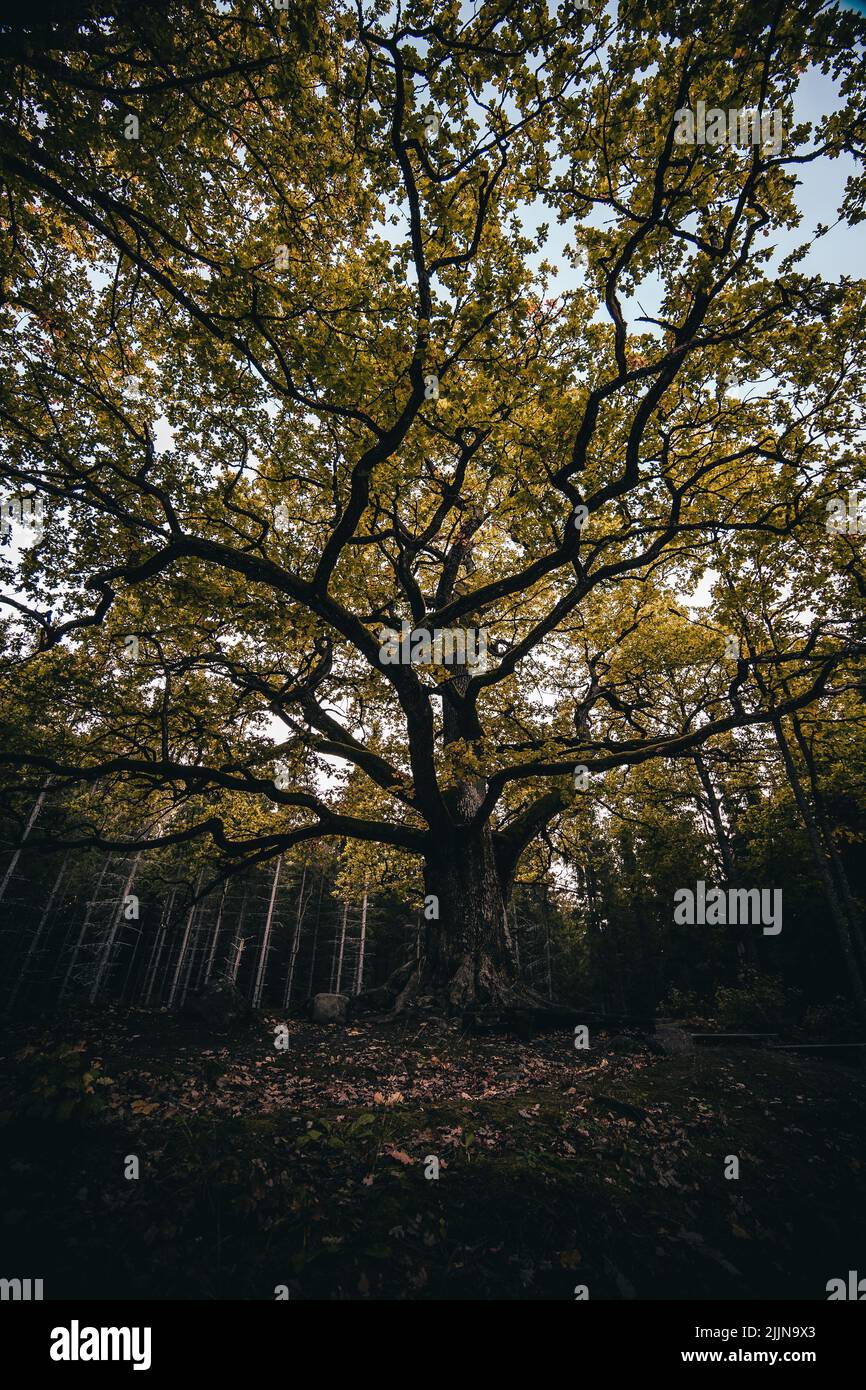 A huge tree hi-res stock photography and images - Alamy