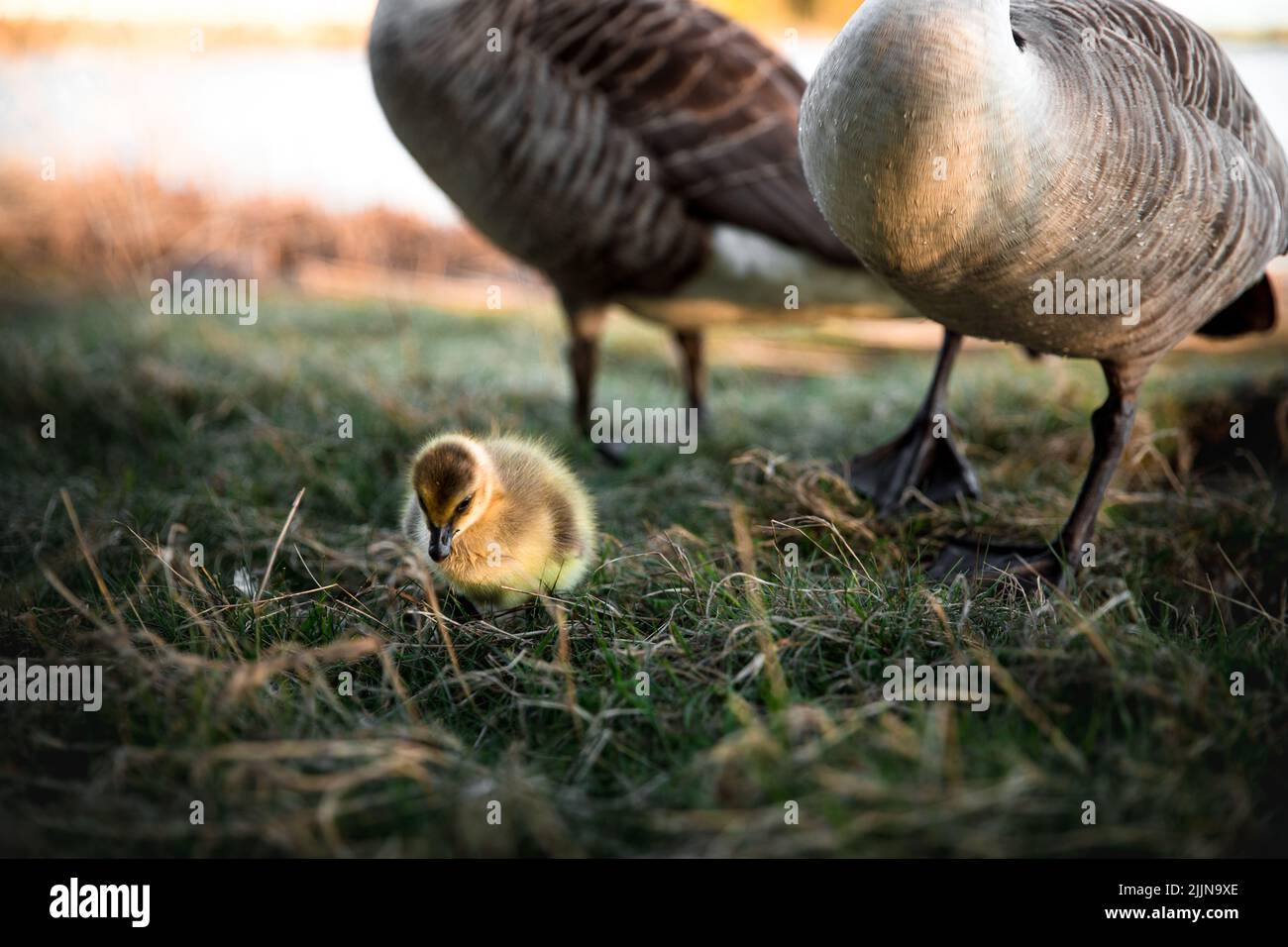 A beautiful shot of two Canadian geese with a baby gosling on a shore ...
