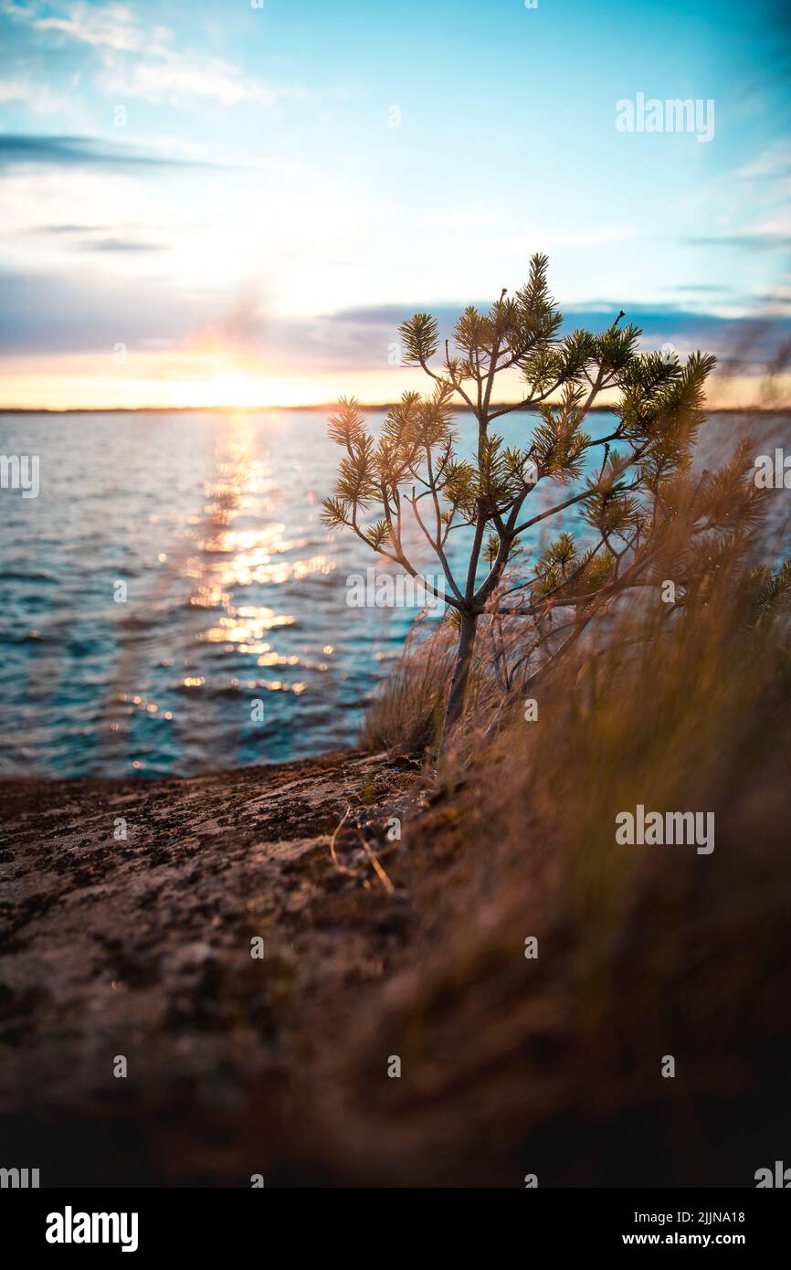 Foreground pine tree hi-res stock photography and images - Alamy
