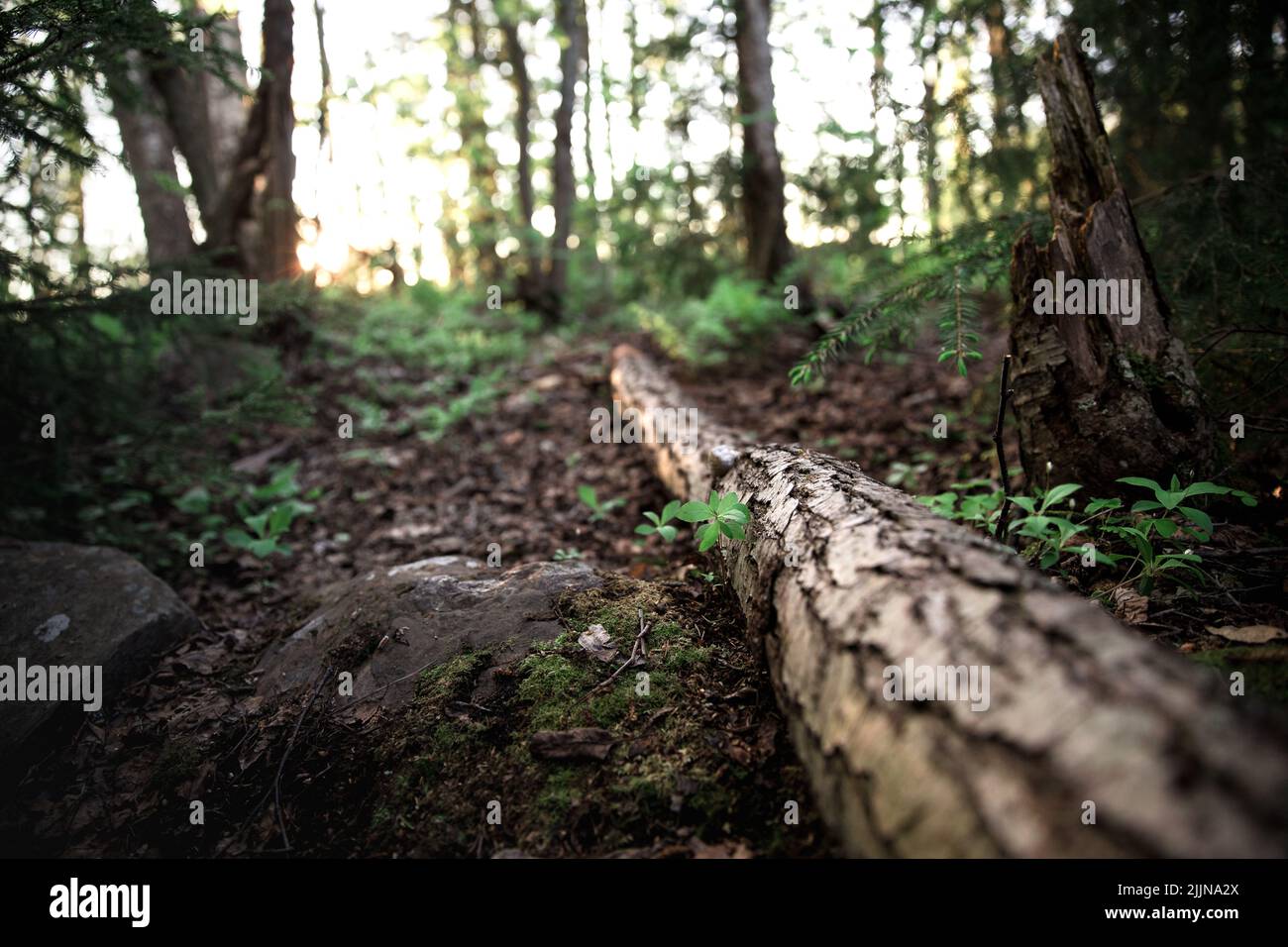 Surface of fallen tree hi-res stock photography and images - Alamy