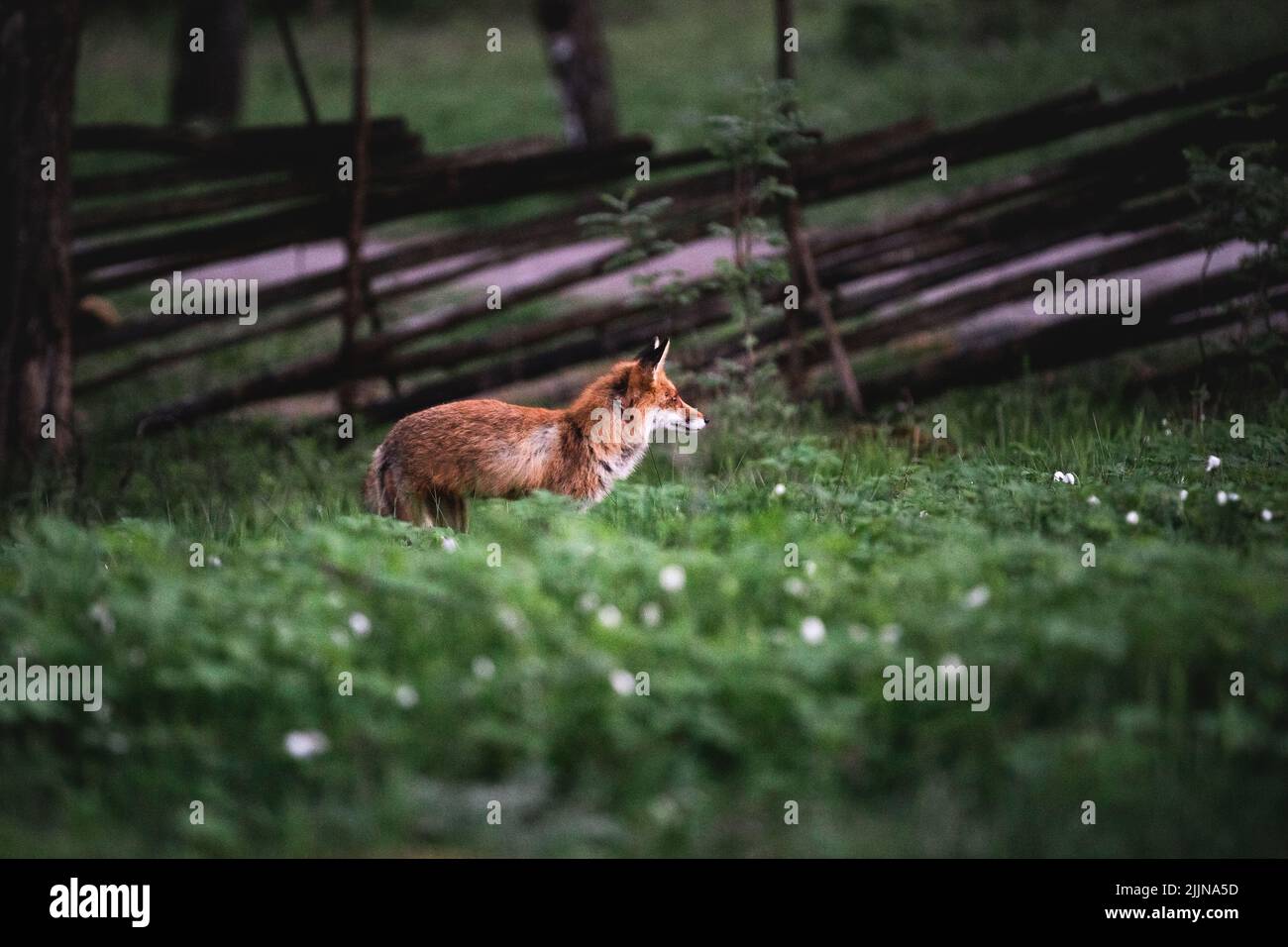 Fox on grass hi-res stock photography and images - Alamy