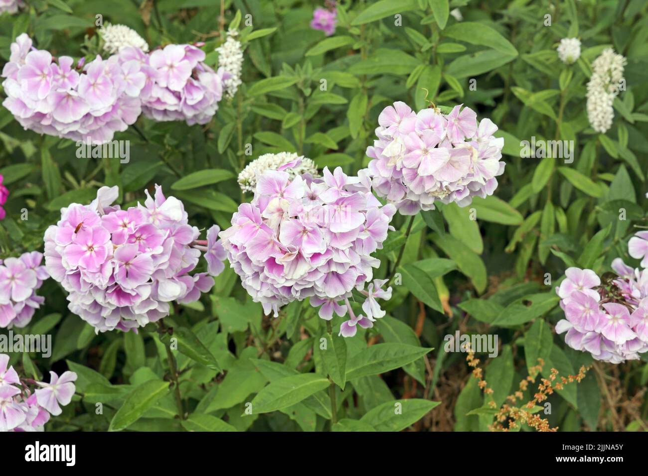 Pink flowers, herbaceous border in Bute Park, Cardiff, July 2022 ...