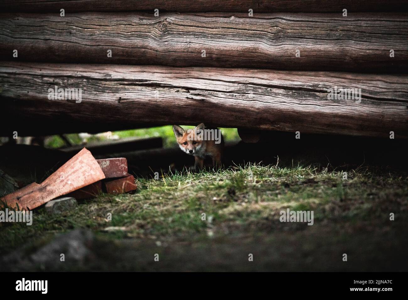 A baby fox under a wooden structure Stock Photo - Alamy