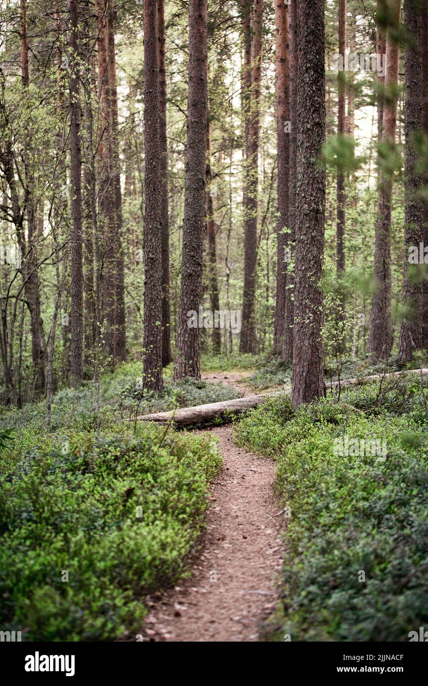 Forest path surrounded by trees hi-res stock photography and images - Alamy