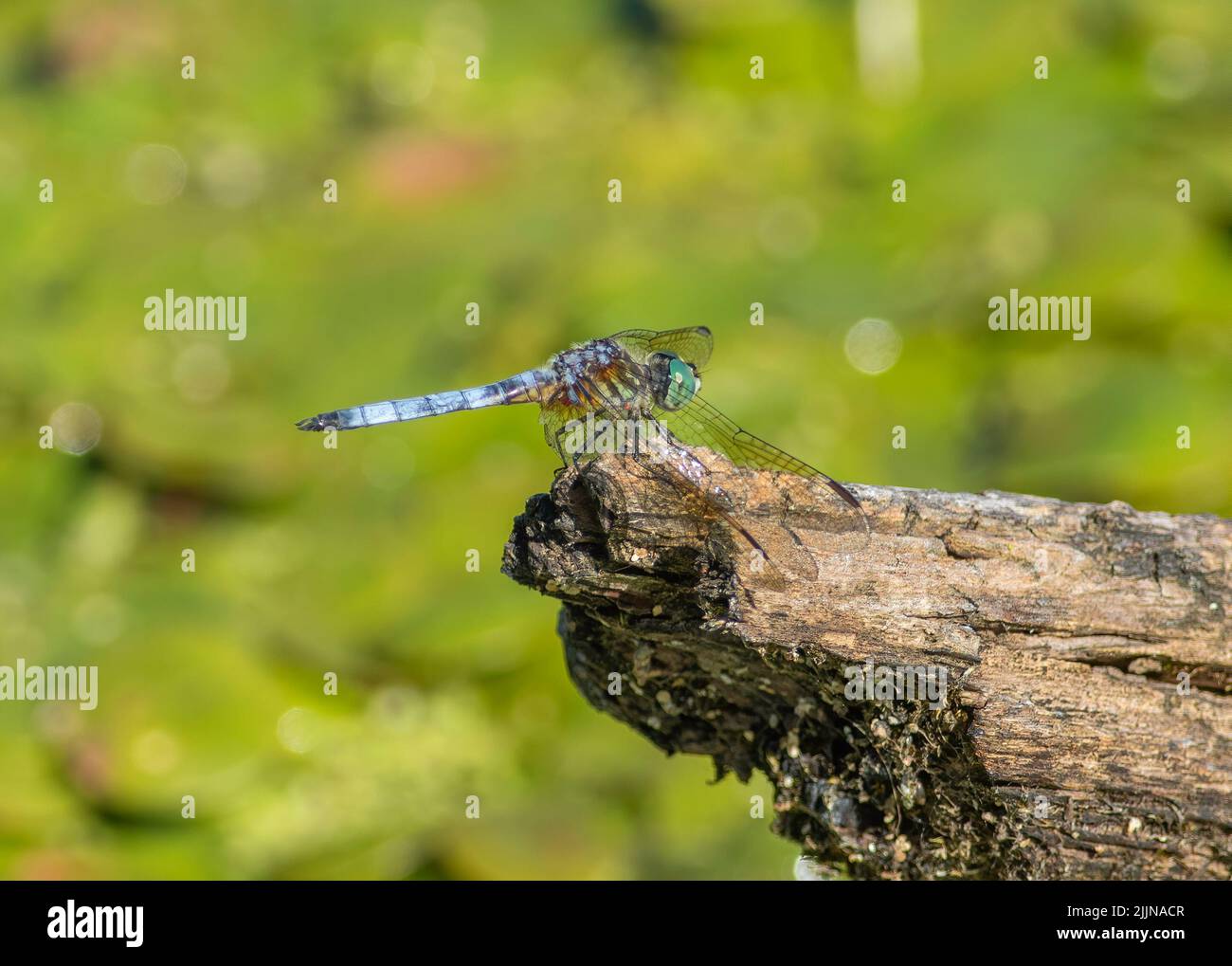A blue dasher dragonfly landing on a dead tree branch above a duckweed ...