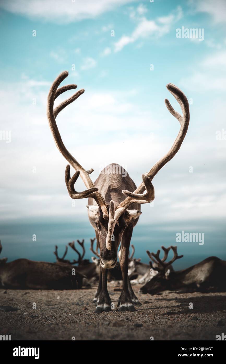 A vertical portrait of a bending deer with beautiful horns against a ...