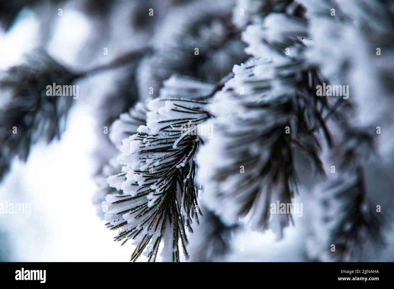 Closeup frozen tree hi-res stock photography and images - Alamy
