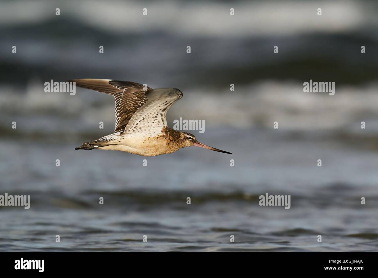 Bar-tailed godwit in flight in its natural enviroment in Denmark Stock ...