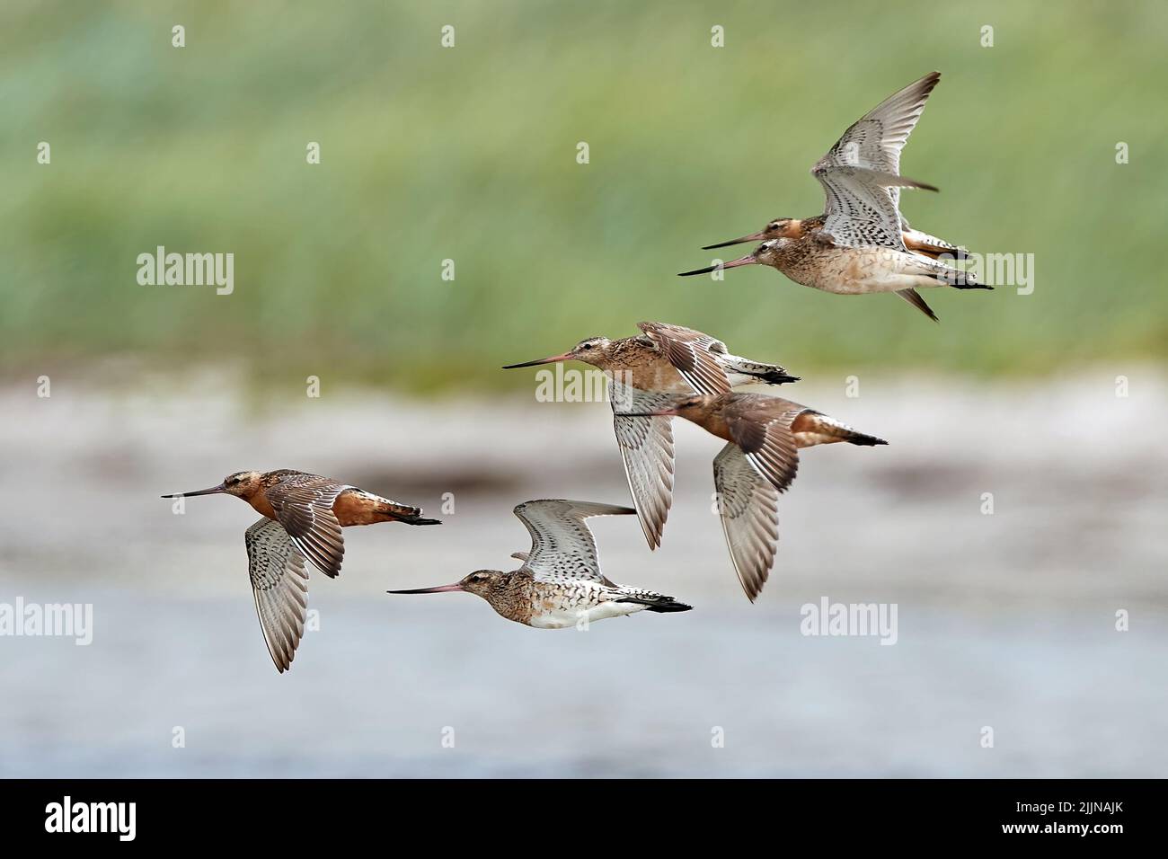 Bar-tailed godwits in flight in their natural enviroment in Denmark ...