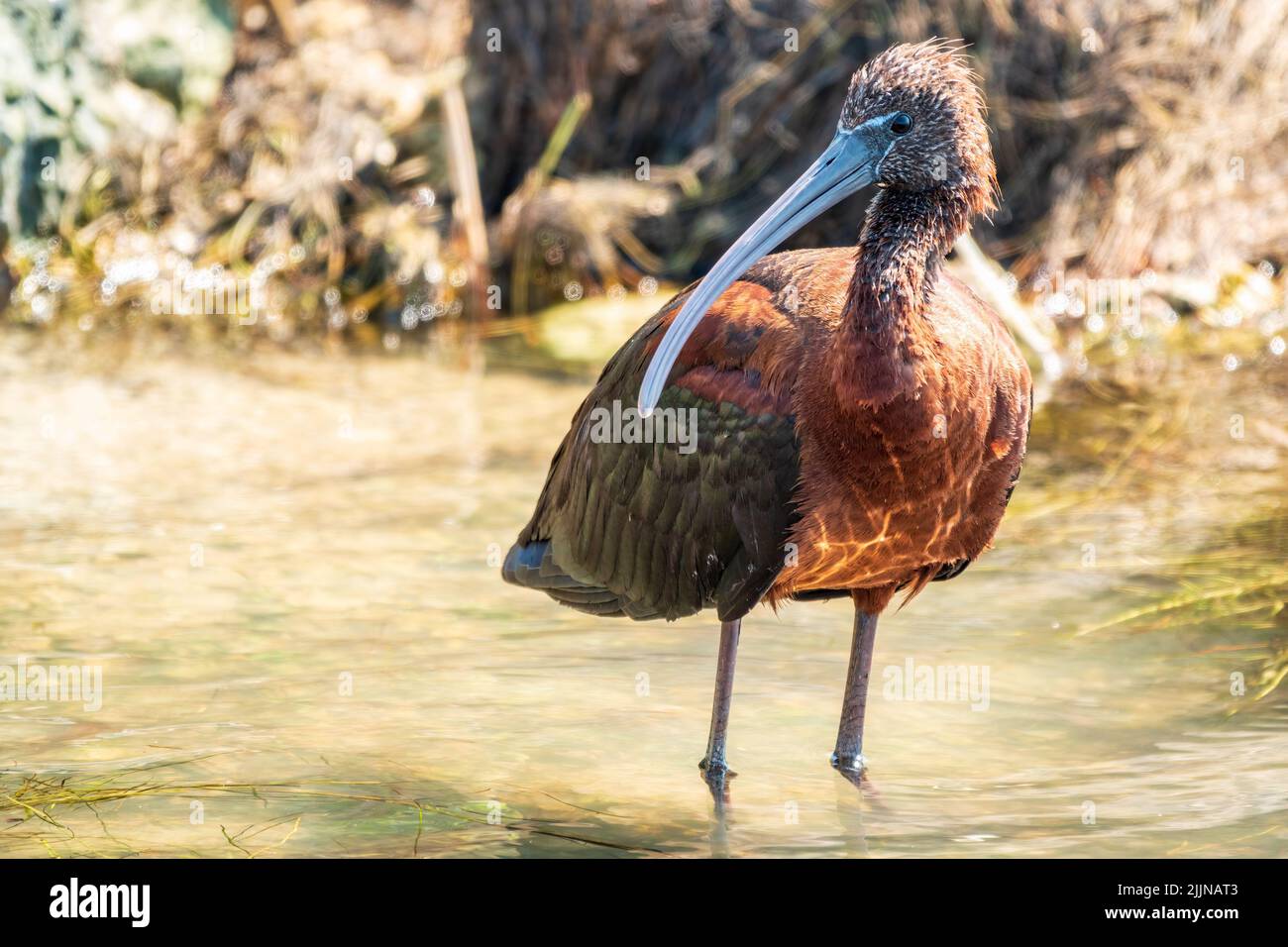 The glossy ibis, latin name Plegadis falcinellus, searching for food in ...