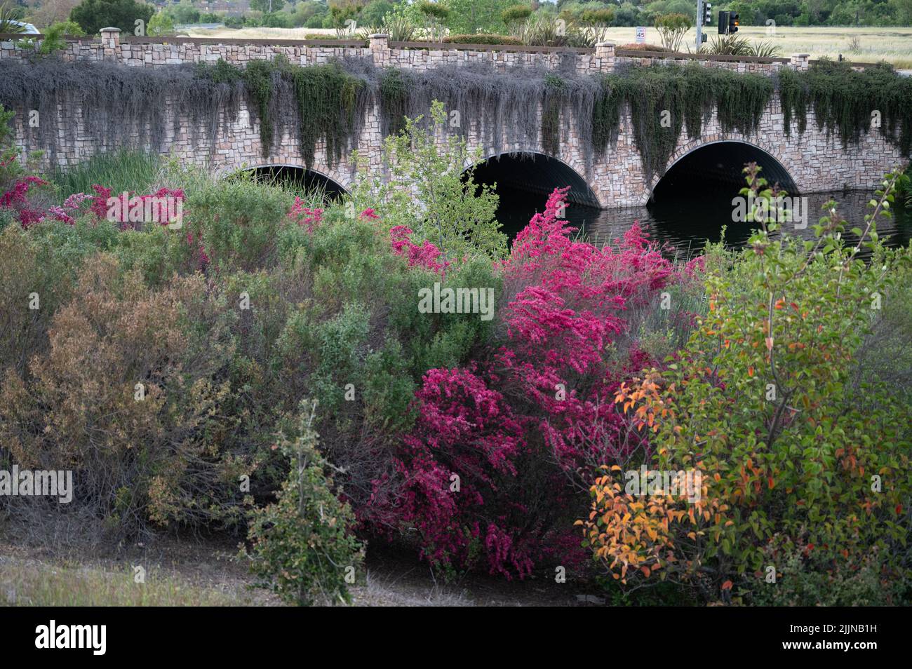Bushes in the foreground hi-res stock photography and images - Alamy
