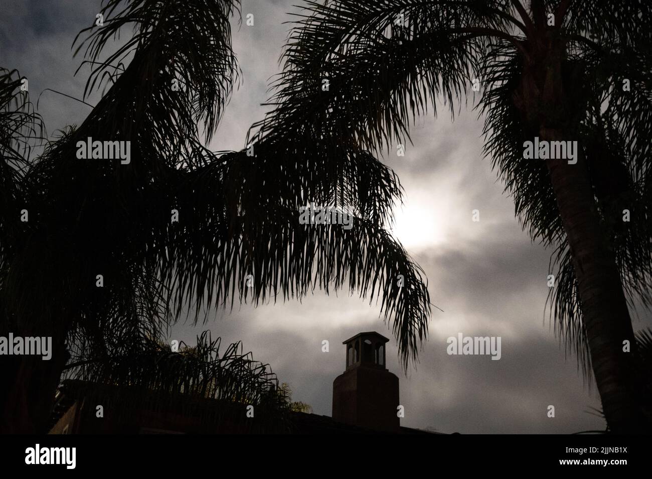Tropical palm studio shot hi-res stock photography and images - Alamy