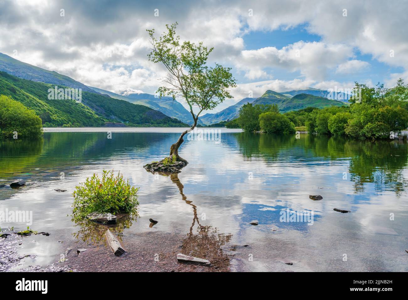 Welsh lonely tree hi-res stock photography and images - Alamy