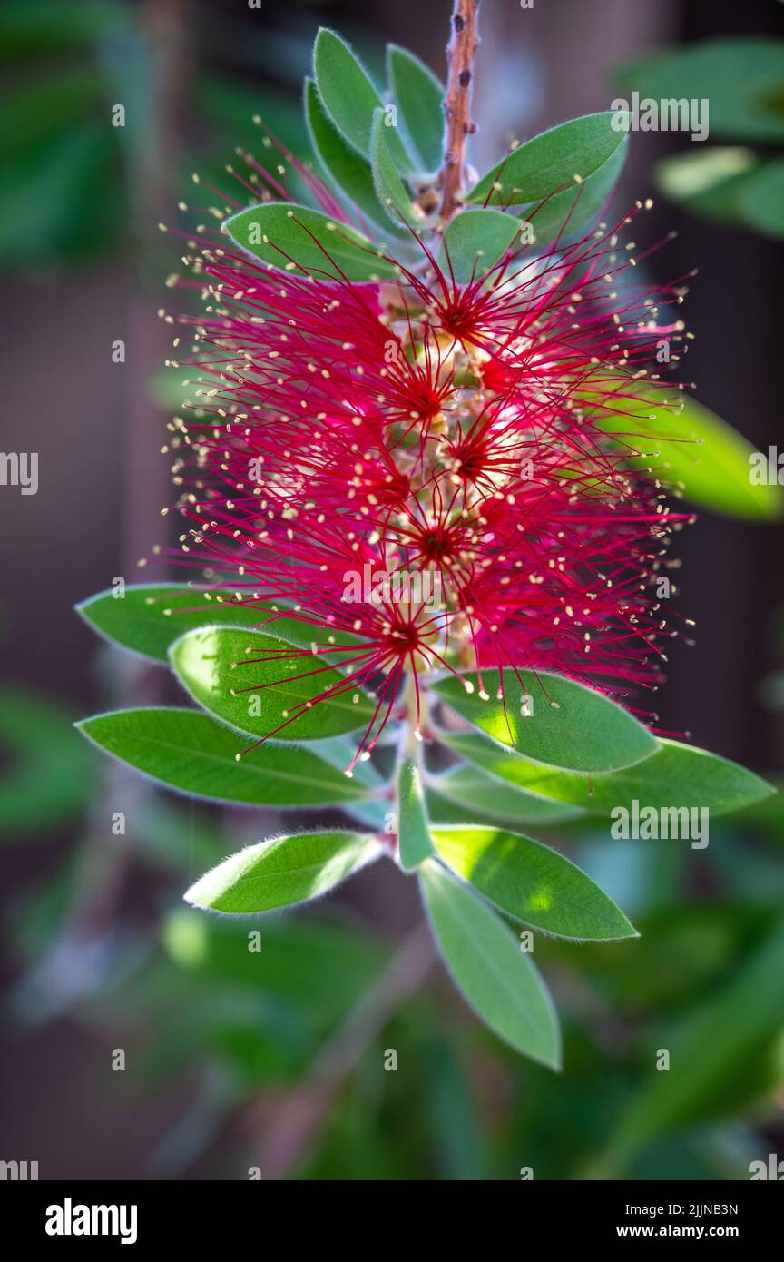 A vertical shot of Bottlebrushes, Callistemon Stock Photo - Alamy