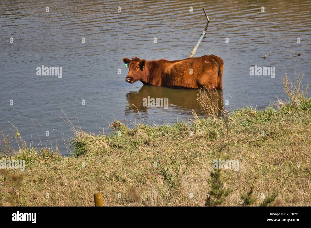 Reflection of a cow hi-res stock photography and images - Alamy
