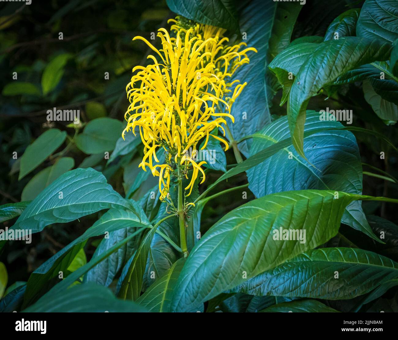 Golden leaves of the trees hi-res stock photography and images - Alamy