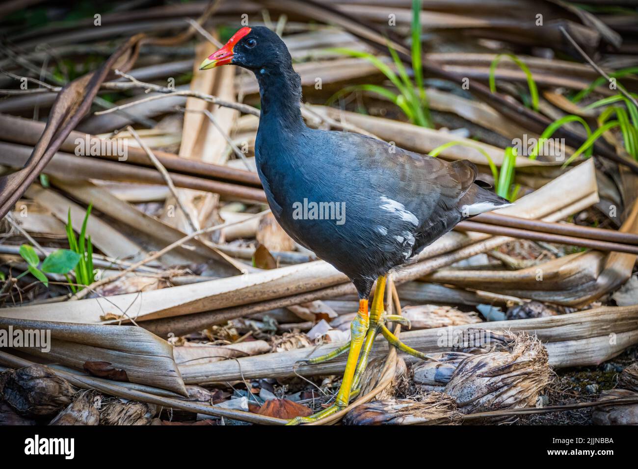 Hawaiian mudhen hi-res stock photography and images - Alamy