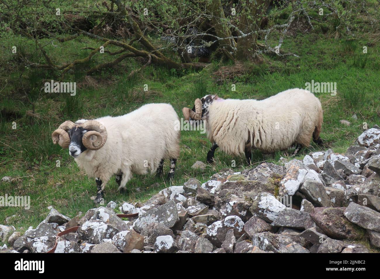 The Southern Upland Way Scotland's Great Trails long-distance footpath ...