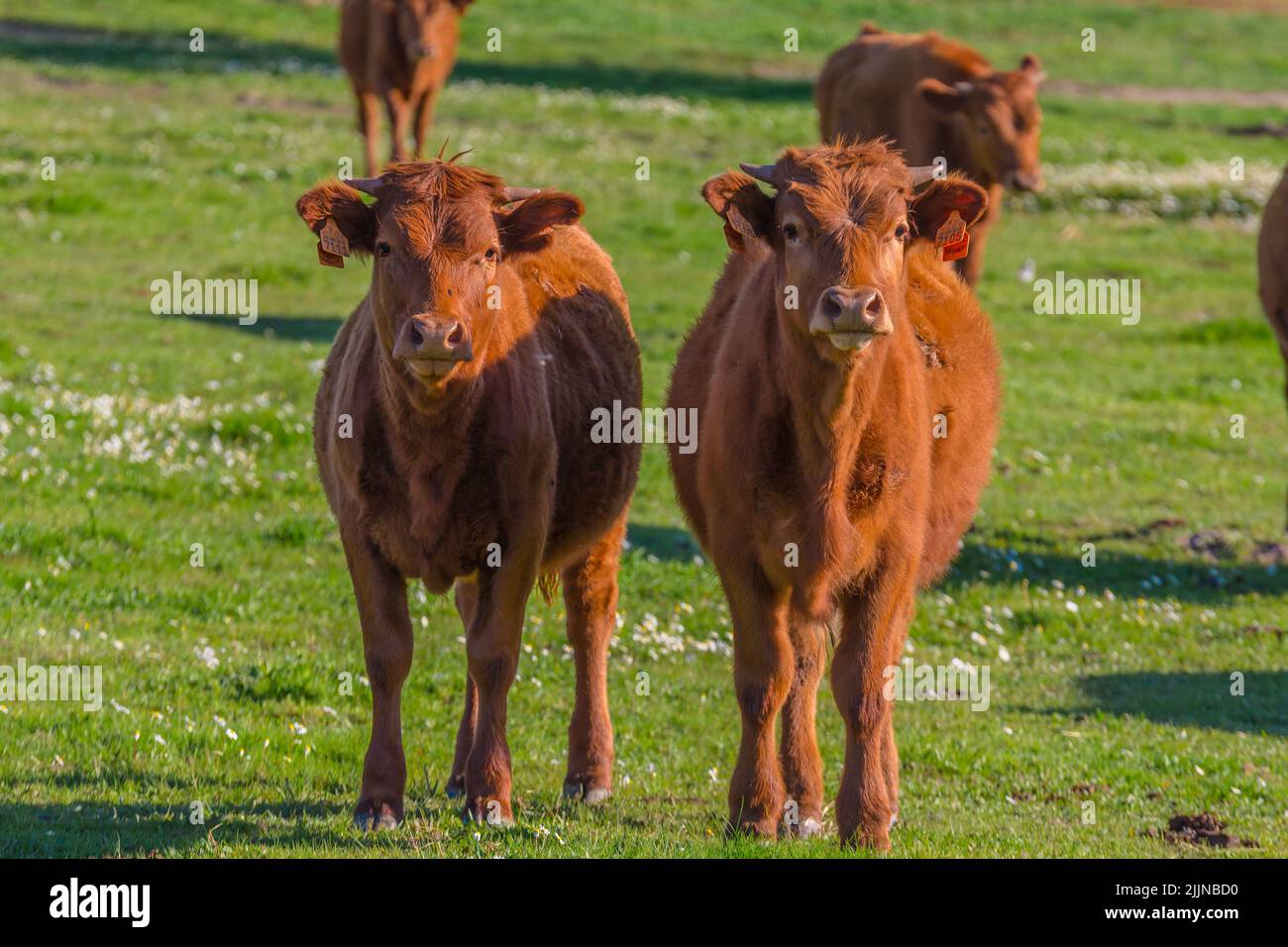 Young cows pasture hi-res stock photography and images - Alamy
