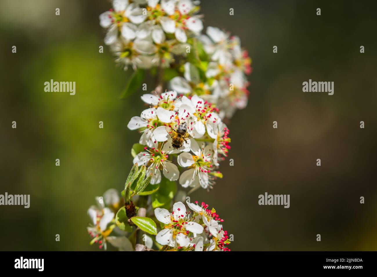 A closeup of a blooming branch of a fruit tree Stock Photo - Alamy