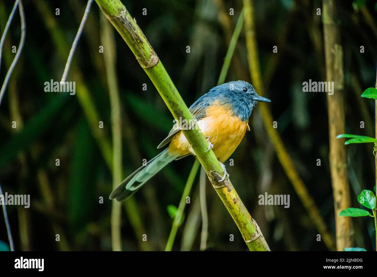 Shama bird hi-res stock photography and images - Alamy