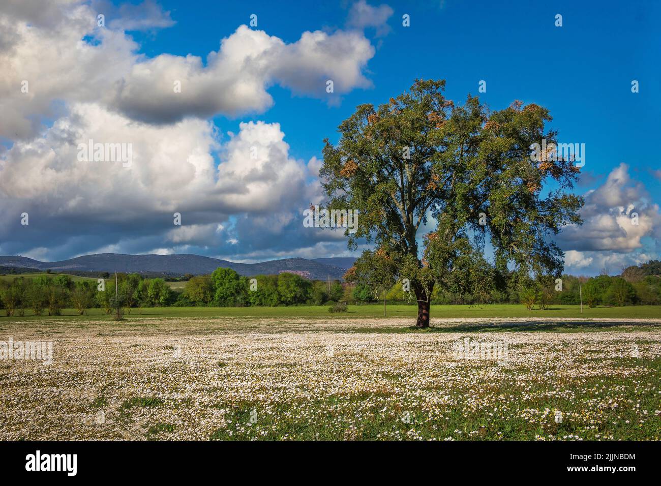 Lonely tree in agricultural field hi-res stock photography and images ...