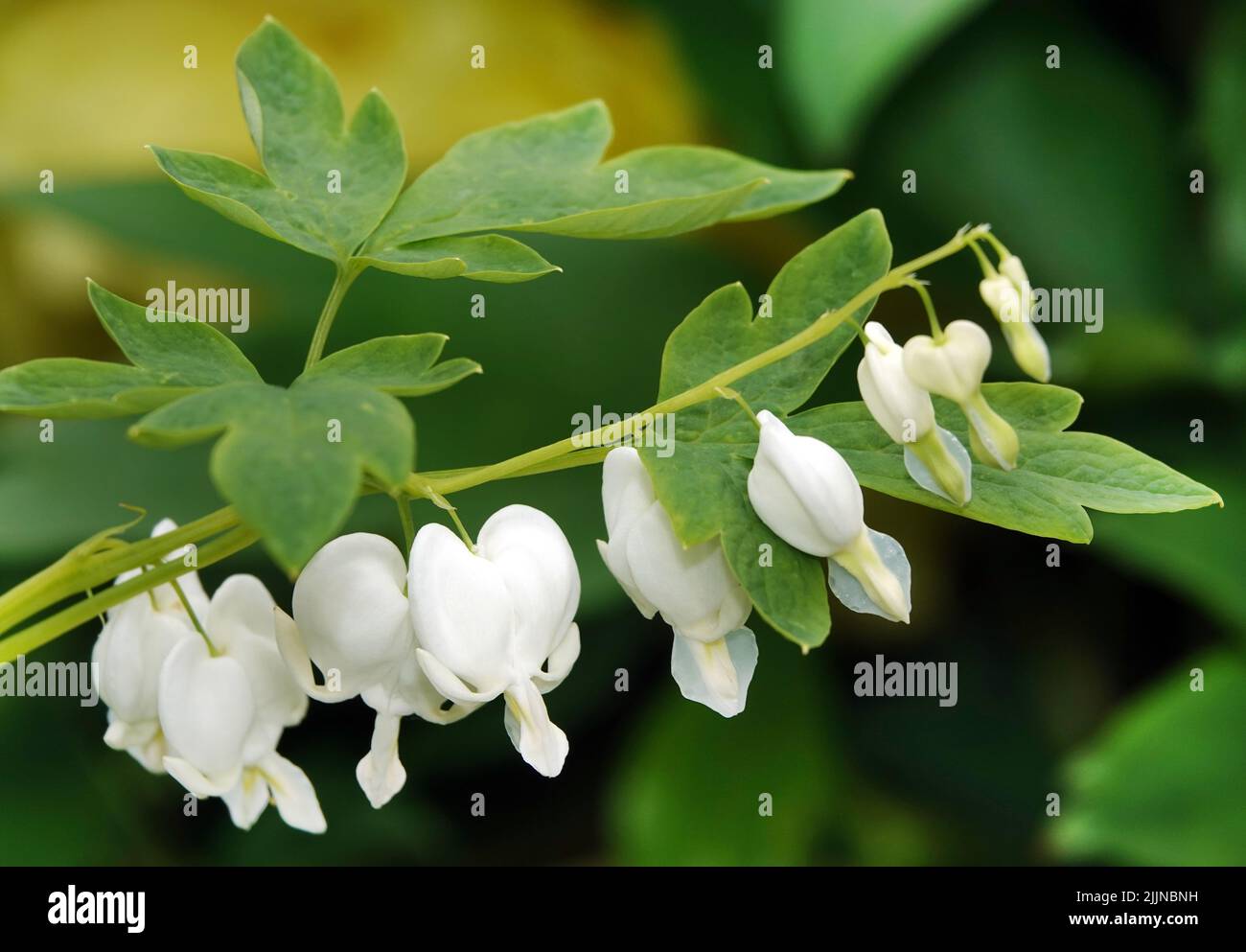 Dicenter hi-res stock photography and images - Alamy