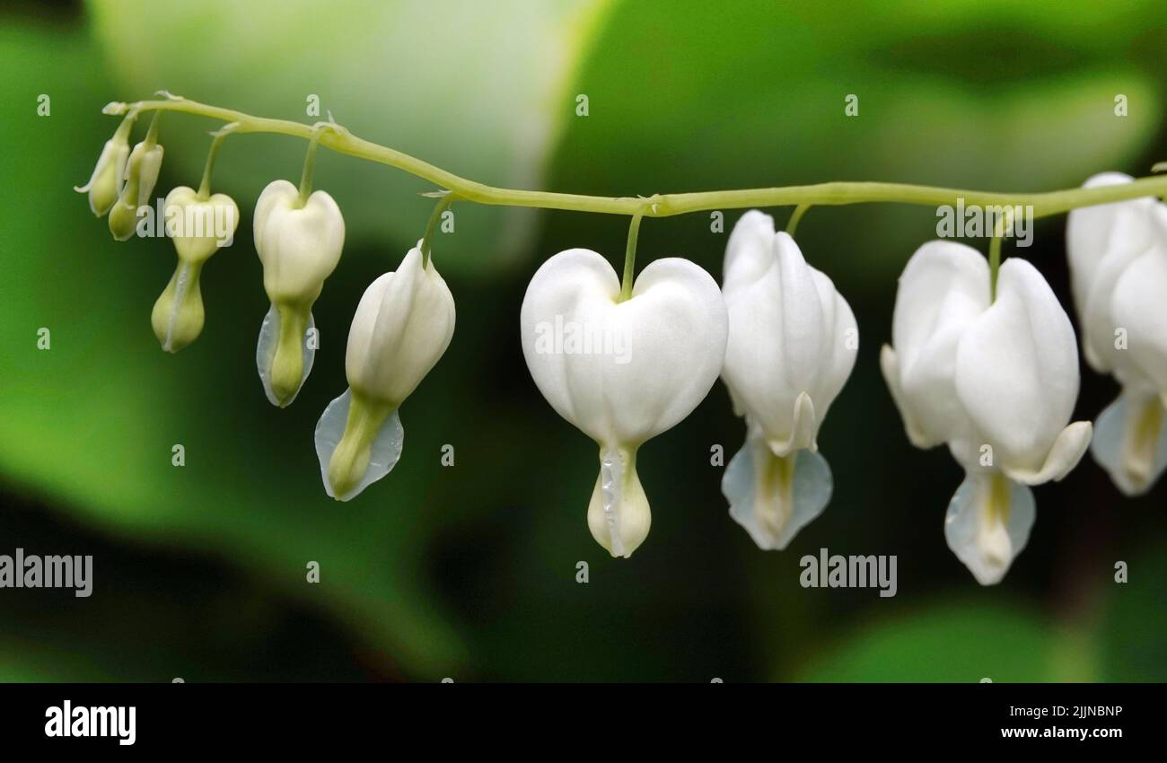 Dizentra hi-res stock photography and images - Alamy