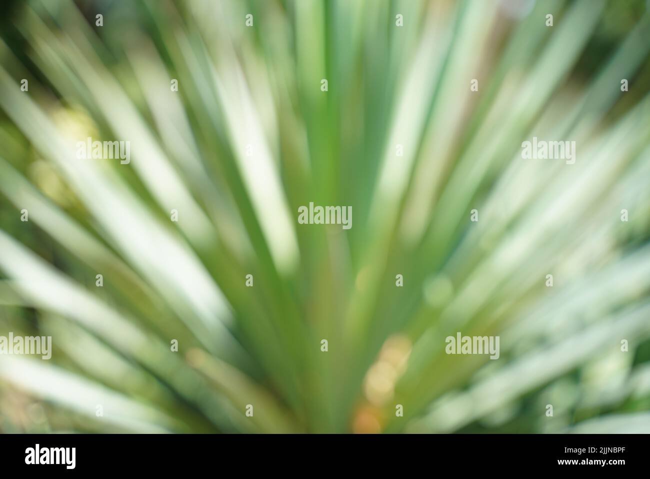 Green blurry background and sunlight. High quality photo Stock Photo ...