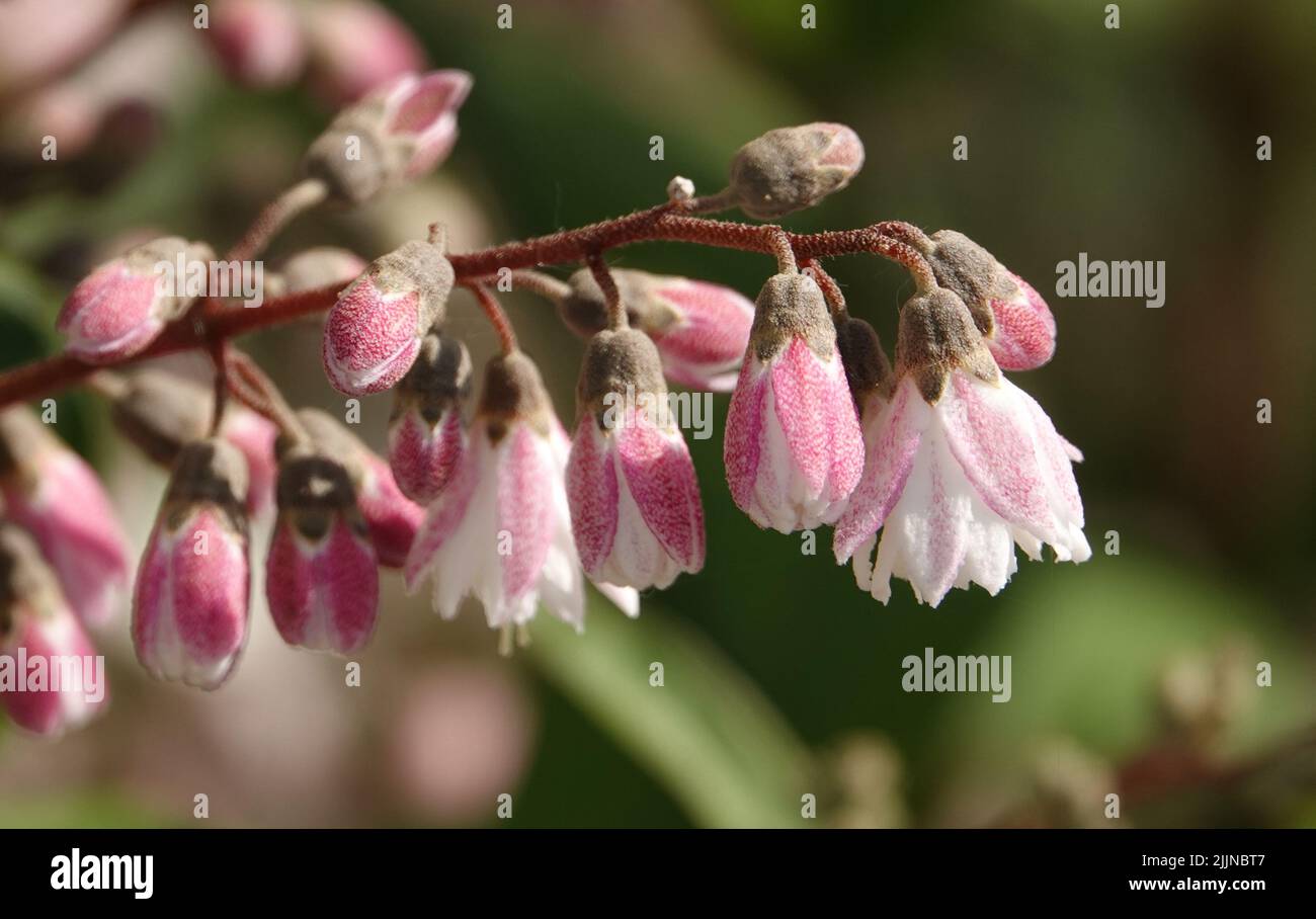 Rough flowers hi-res stock photography and images - Alamy