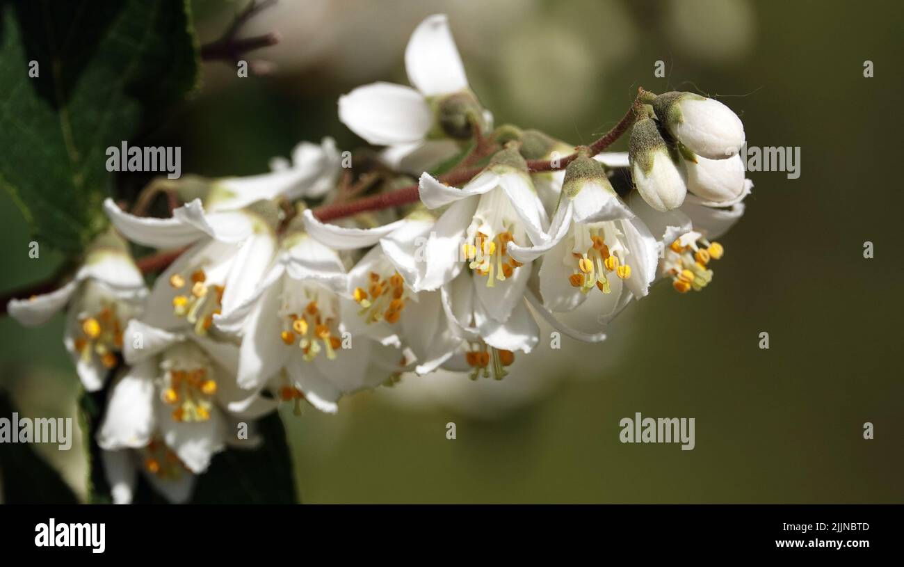 Rough flowers hi-res stock photography and images - Alamy