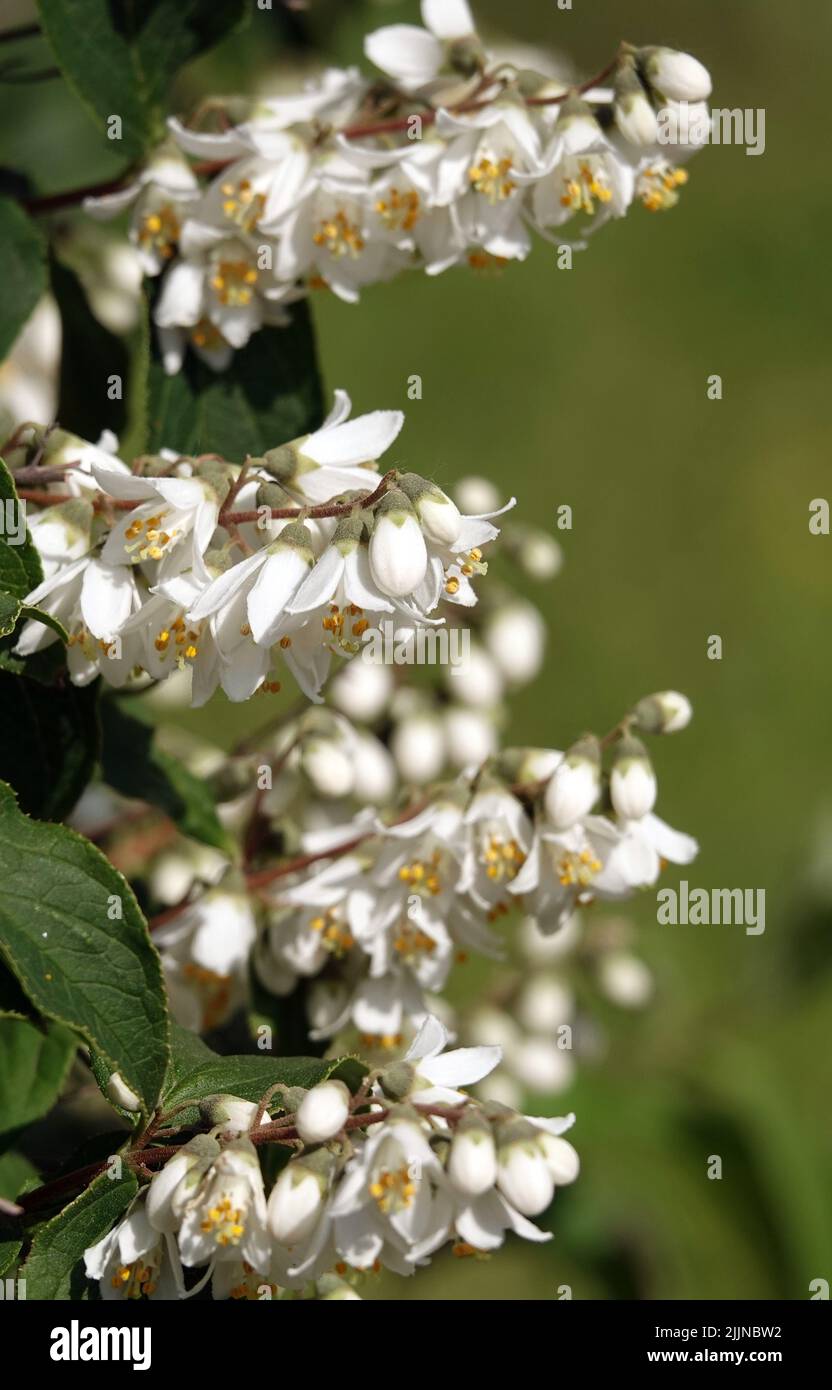 Rough flowers hi-res stock photography and images - Alamy