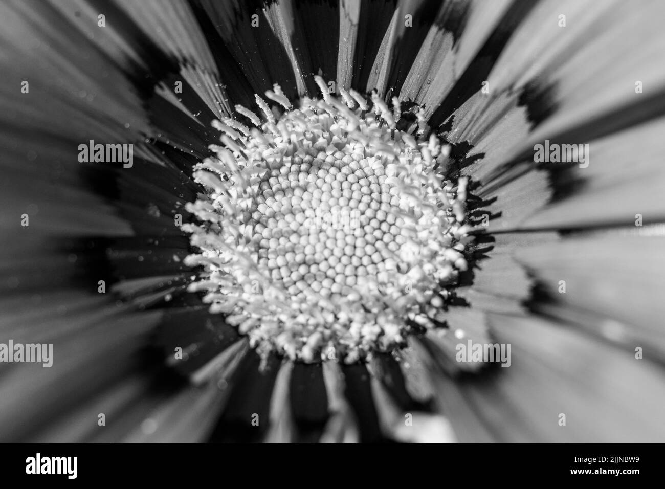 A grayscale of a flower from inside Stock Photo - Alamy